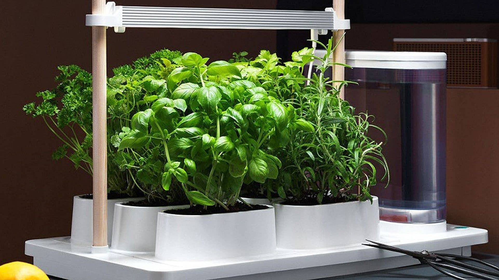 Smarter Innengarten startet in Deutschland: High-Tech-Hochbeet von Auk ...